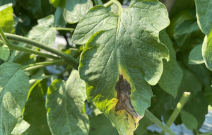 Verticilliose (Verticillium albo-atrum) : dégâts et traitements